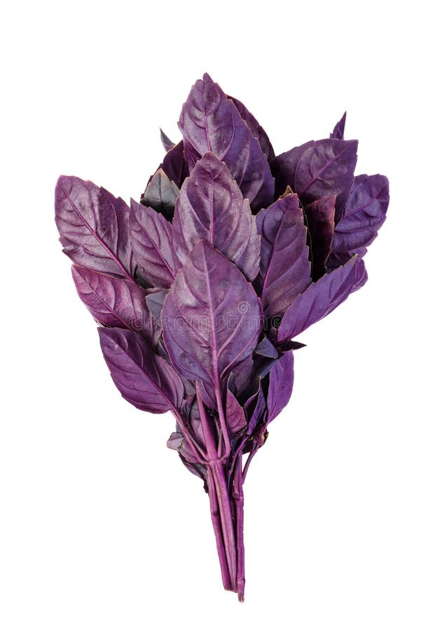 Bunch of red basil stock image. Image of vegetarian, herb - 21555459