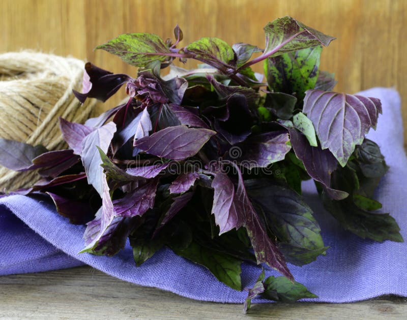 Bunch of red basil stock image. Image of vegetarian, herb - 21555459