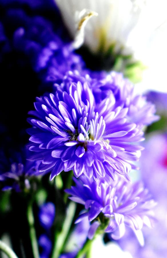 Bunch of purple flowers stock photo. Image of flowers - 223927552