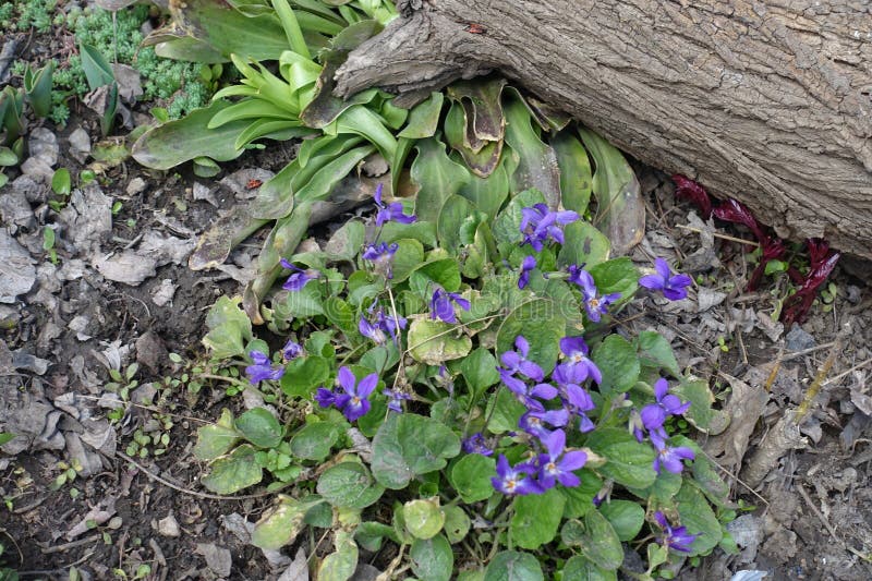 Bunch of Purple Flowers of Dog Violet Stock Image - Image of viola ...