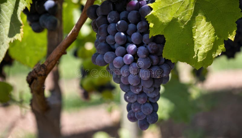 A Bunch of Purple Grapes Hanging from a Tree Stock Illustration ...