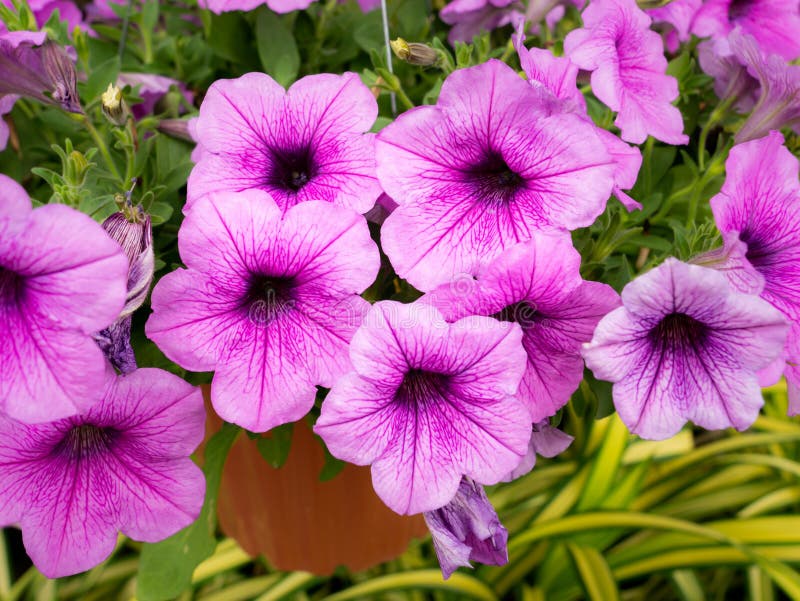 Bunch of Purple Petunia Hanging Stock Photo - Image of nature, colorful ...