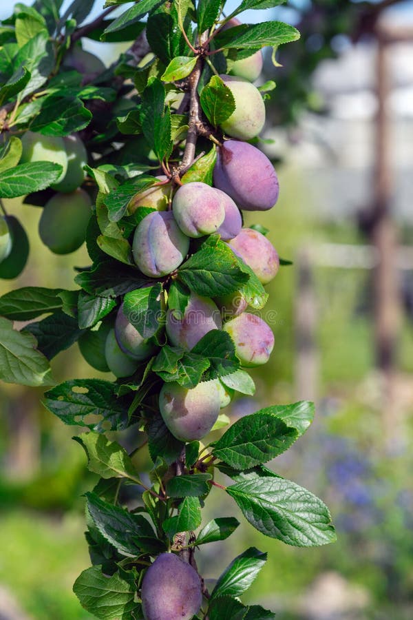 A Bunch of Purple Plums Hanging from a Tree Stock Photo - Image of ...