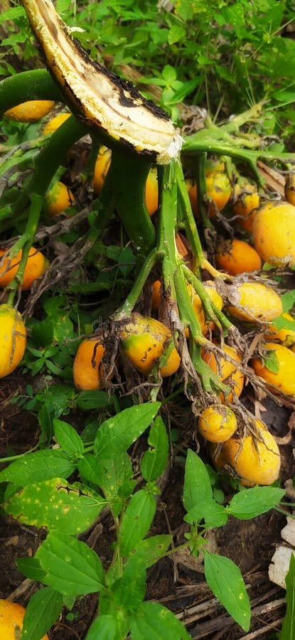 Bunch of Puwak & X28;betel Nut& X29; Sri Lanka Stock Image - Image of ...