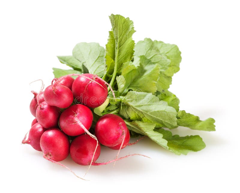 Radish stock photo. Image of springtime, fresh, sativus - 29256156