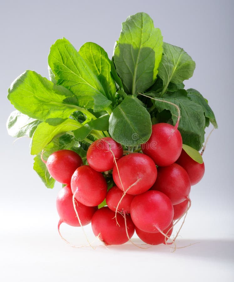 Bunch of radishes stock photo. Image of agriculture, freshness - 14837770