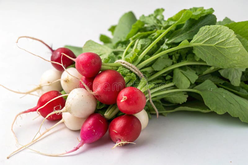 A Bunch of Radishes Isolated on White Background Stock Illustration ...