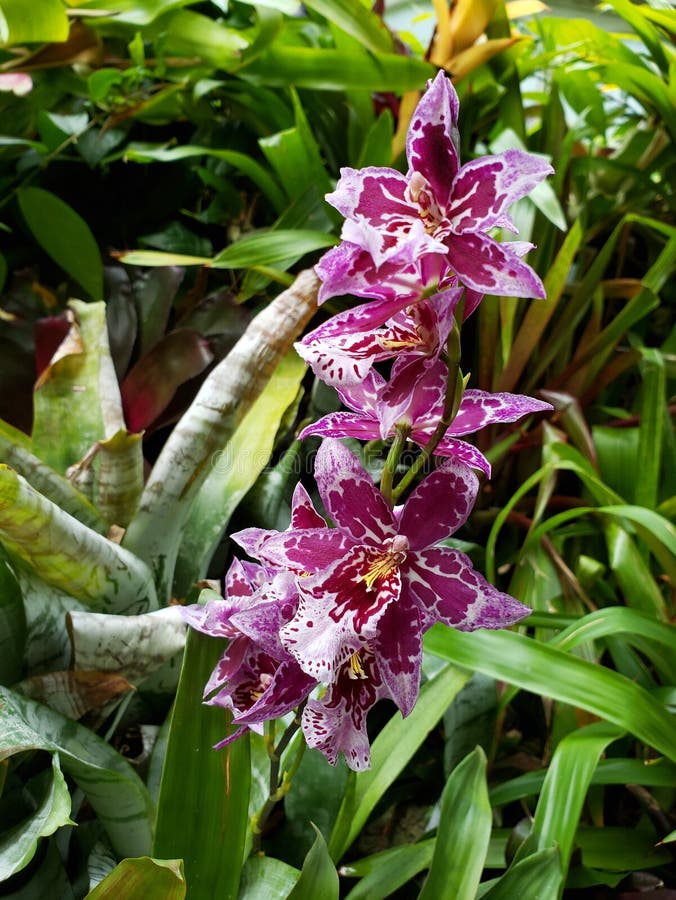 A bunch of rare Orchids stock image. Image of horticulture - 155138417