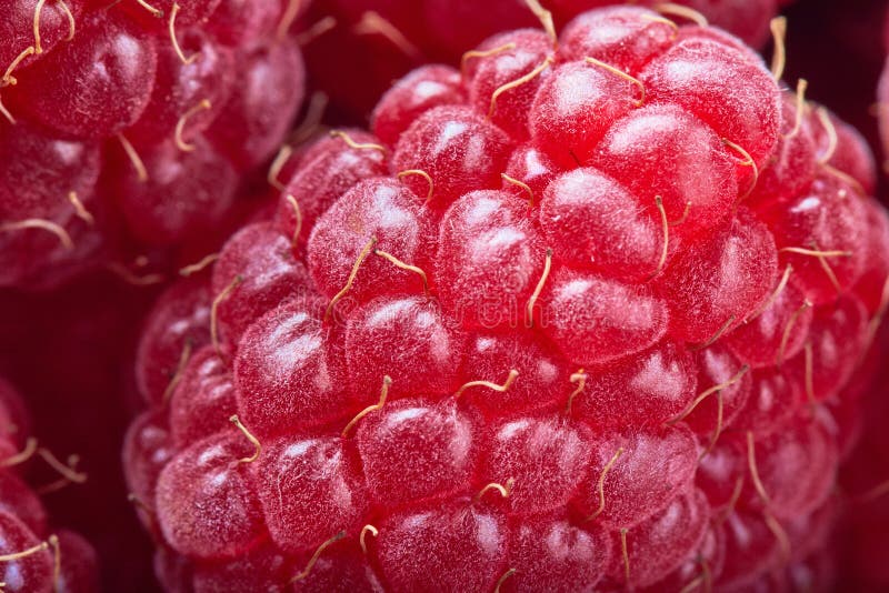 Bunch of Raspberries. Macro Photo Stock Photo - Image of organic, drink ...