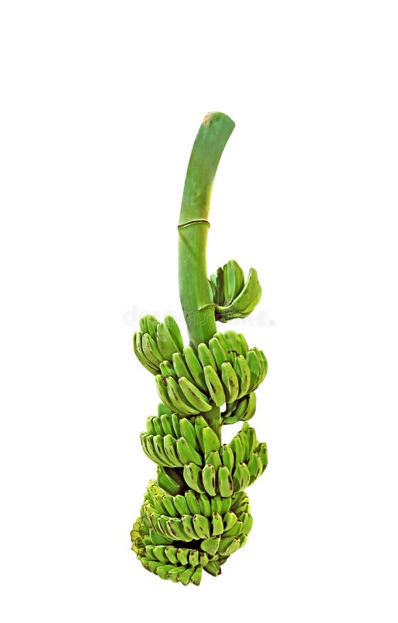 Bunch of Raw Banana on Stalk on White Background, Clipping Path Stock ...
