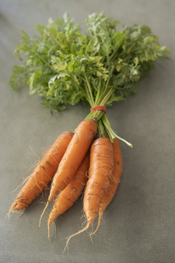 Bunch of Raw Carrots Fresh from the Farm Tied Together Stock Image ...