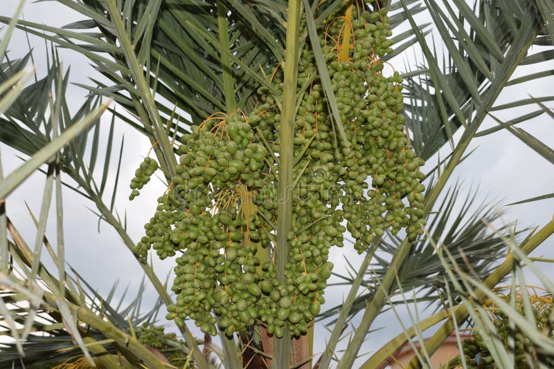 Bunch of Raw Dates Hanging with the Branch of the Tree. Stock Photo ...