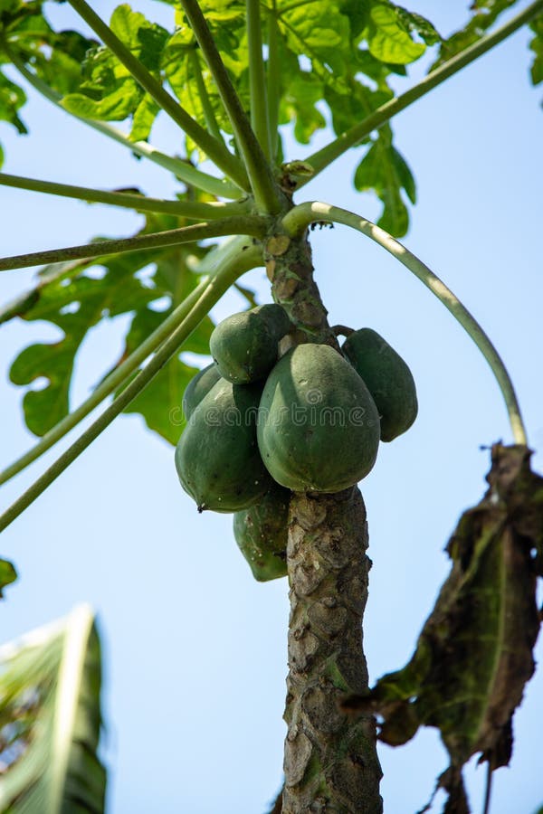 A bunch of raw papayas stock image. Image of plant, element - 259418309