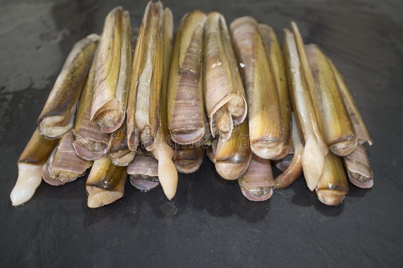 Bunch of Razor Clams in Their Shell Stock Image - Image of shells ...