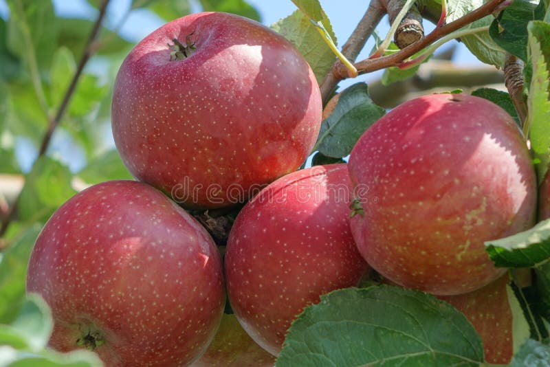 Bunch of Red Apples (Gala) on the Trees Stock Photo - Image of gala ...