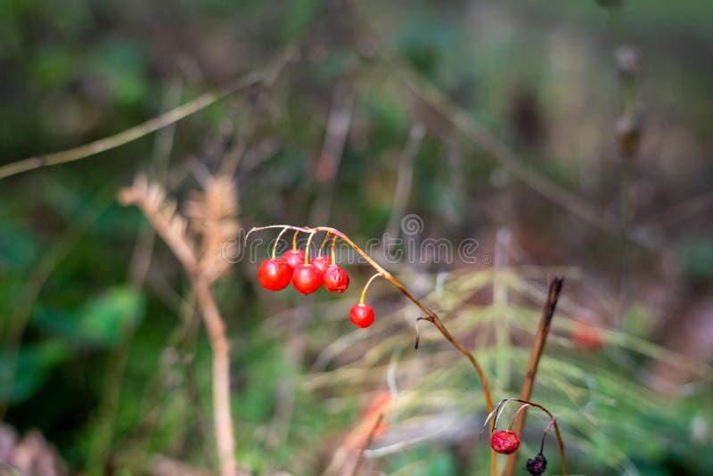 Bunch of Red Berries in Forest Stock Photo - Image of closeup, close ...