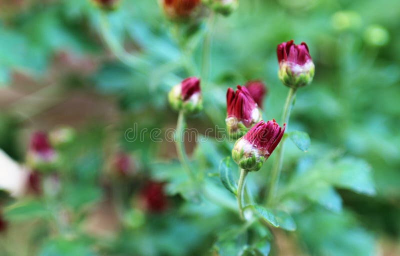 A Bunch of Red Buds Ready for Blooming Stock Photo - Image of line ...