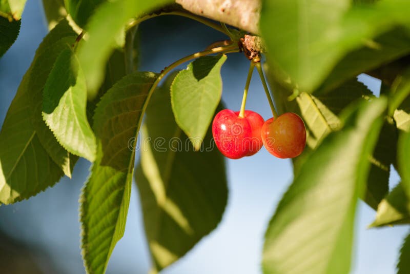 Bunch of Red Cherries and Leaves with Morning Lights Stock Photo ...