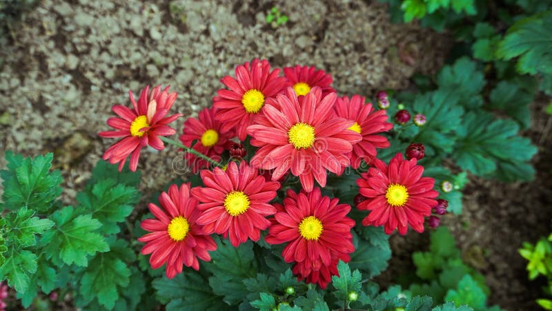 Bunch of Red Chrysanthemums on a Blurry Background. Krisan Aster Flower ...
