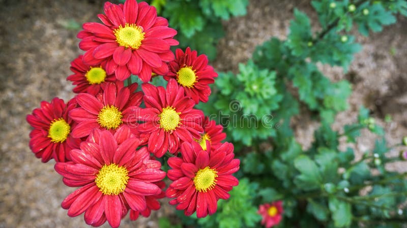 Bunch of Red Chrysanthemums on a Blurry Background. Krisan Aster Flower ...