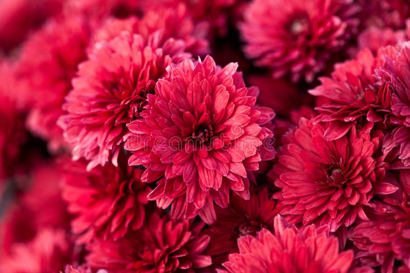 Bunch of Red Chrysanthemums, Chrysanthemum Flower Pattern in a Flower ...
