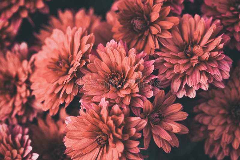Bunch of Red Chrysanthemums, Chrysanthemum Flower Pattern in a Flower ...
