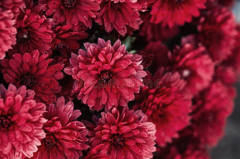 Bunch of Red Chrysanthemums, Chrysanthemum Flower Pattern in a Flower ...