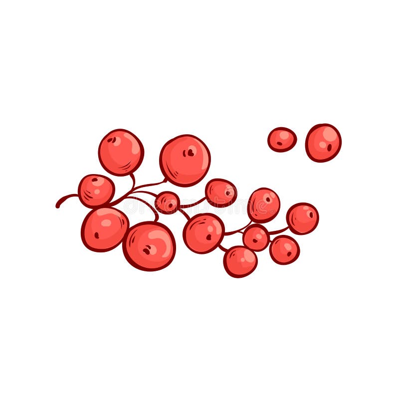 Bunch Red Currant Berries Vector Fruit Sketch Outline Illustration ...