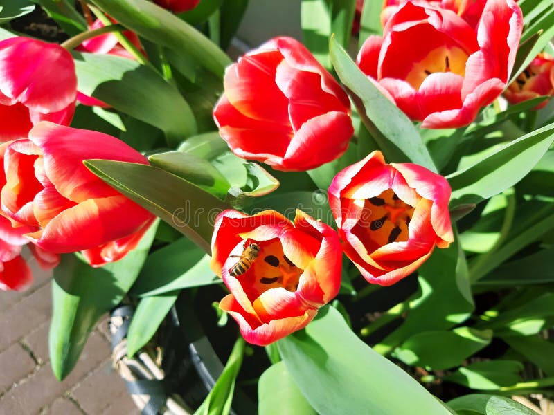 Bunch of red Dutch tulips stock image. Image of fresh - 176969205