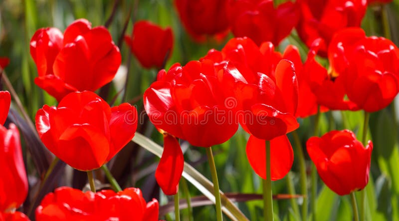 A Bunch of Red Flowers are in a Field Stock Photo - Image of floral ...