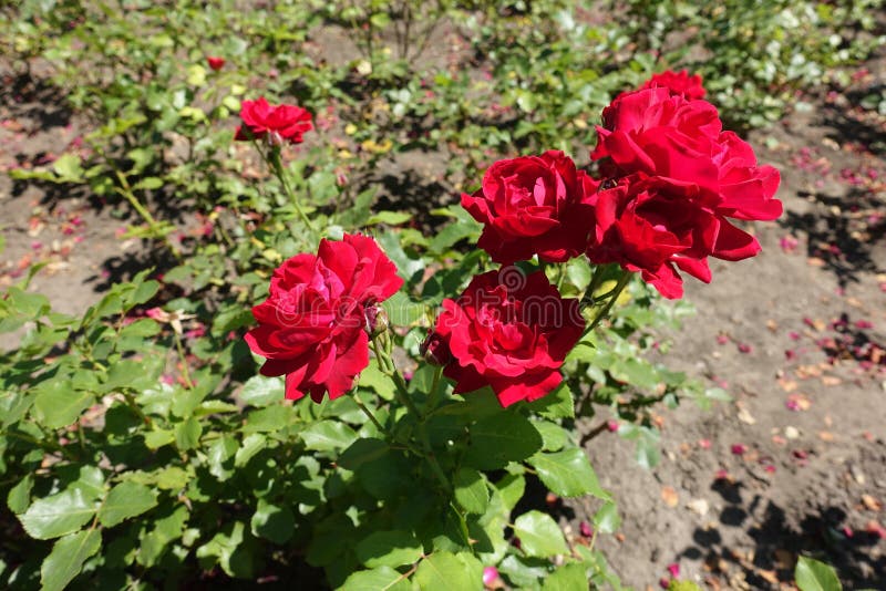 Bunch of Red Flowers of Roses in June Stock Photo - Image of bloom ...