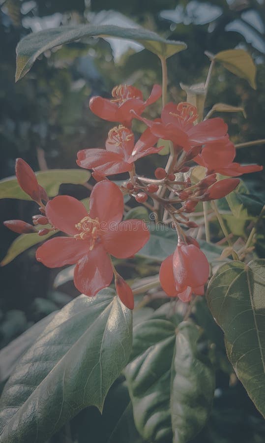 Bunch of red flowers stock photo. Image of closeup, bunch - 264408174