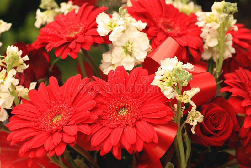 Bunch of Red Gerberas and Roses Stock Image - Image of beautiful ...