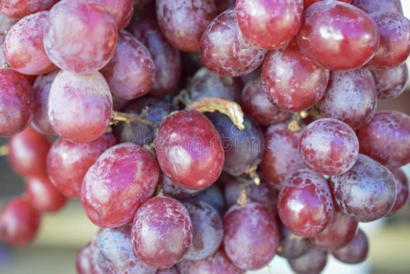Bunch of red grapes stock photo. Image of grape, grapes - 138522164