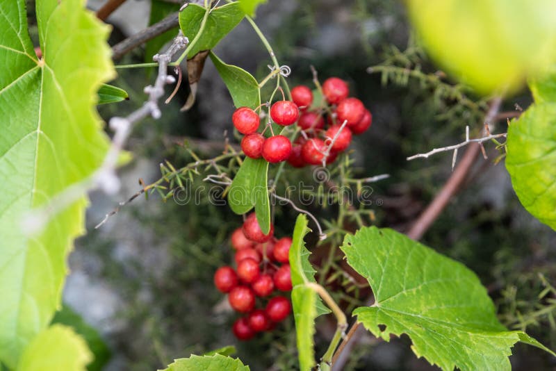 Bunch of Red Small Grapes Growing Stock Image - Image of bunch, fruit ...