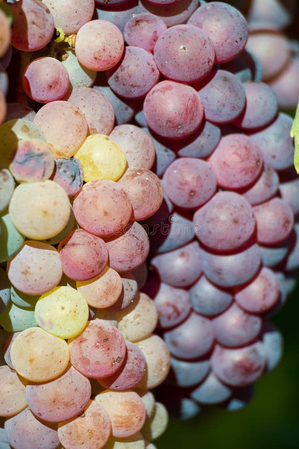 Bunch of Red Grapes on Common Grape Vine Stock Image - Image of common ...