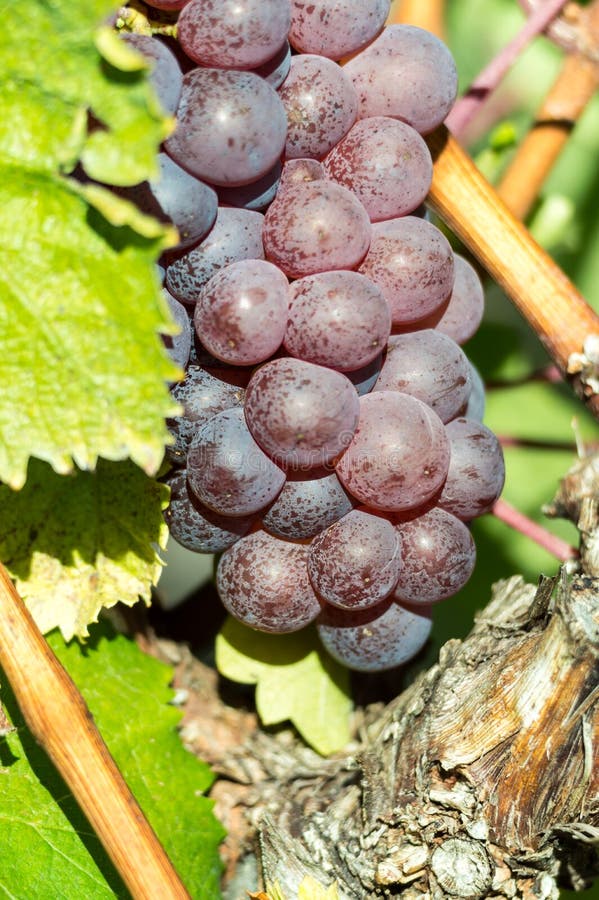 Bunch of Red Grapes on Common Grape Vine Stock Photo - Image of bunch ...