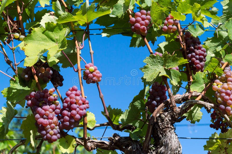 Bunch of Red Grapes on Common Grape Vine Stock Photo - Image of ...