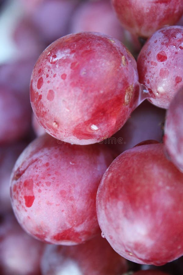 Bunch of red grapes stock photo. Image of grape, apple - 61468740