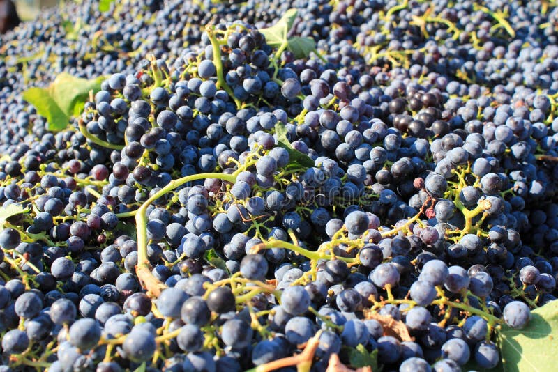 Bunch of Red Grapes in Grape Factory Stock Photo - Image of healthy ...