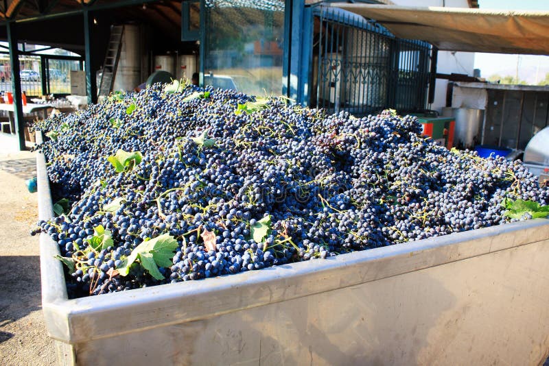 Bunch of Red Grapes in Grape Factory Editorial Photography - Image of ...