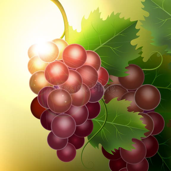 Bunch of red grapes stock illustration. Illustration of ripe - 377394169