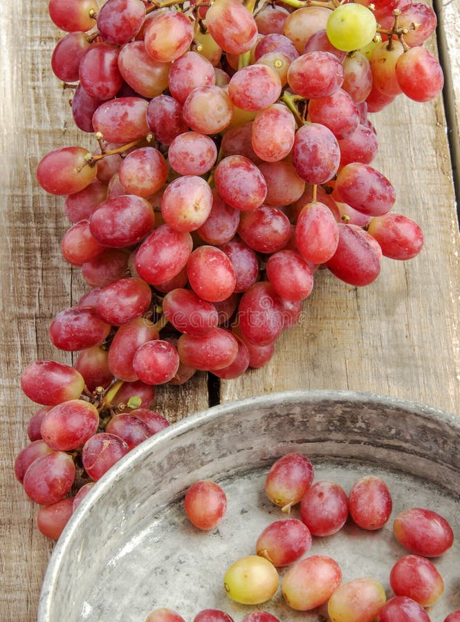 Bunch of red grapes stock image. Image of vineyard, grapes - 45119983