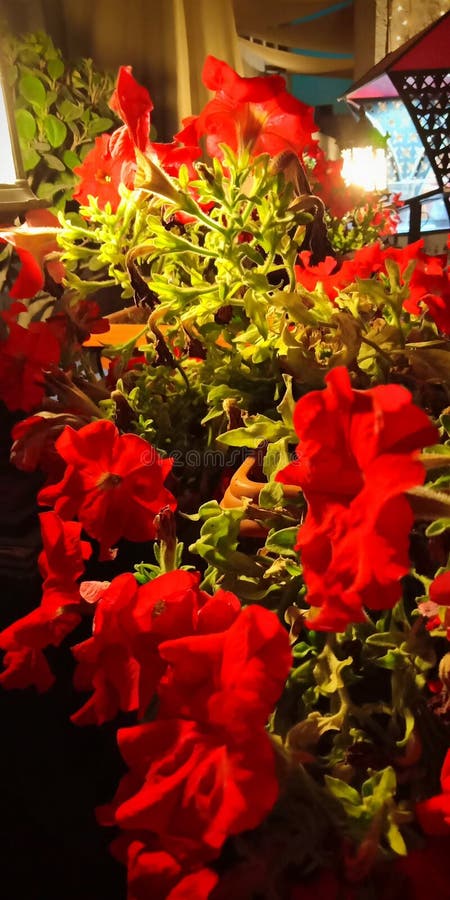 Bunch of Red-Green flower stock image. Image of flower - 138292189