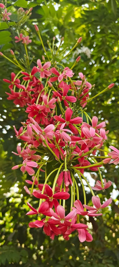Bunch of Red Jasmine Flower Stock Photo - Image of indicum, bunch ...