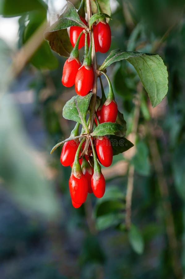 Bunch of Red, Juicy Goji Berries on a Bush, Close-up, Selective Focus ...