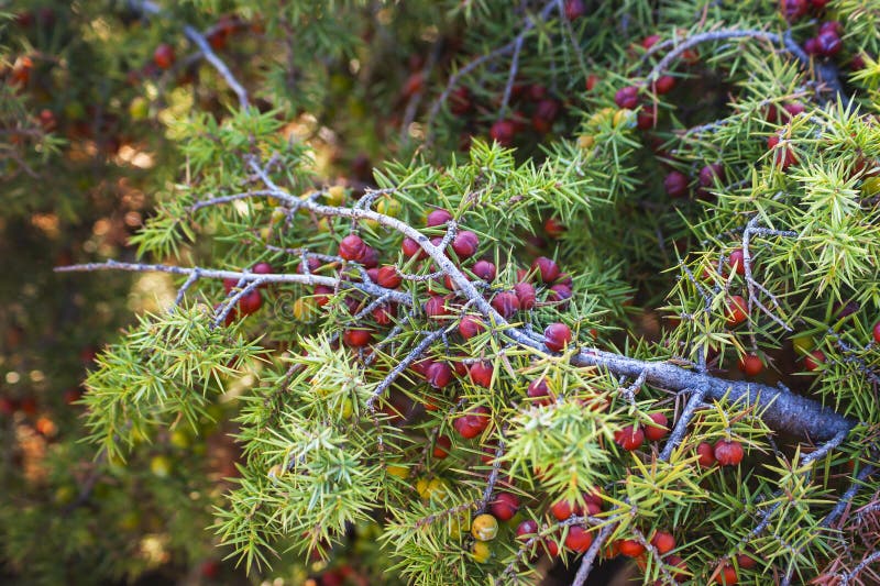 Bunch of Red Juniper Berries on a Green Branch Stock Image - Image of ...