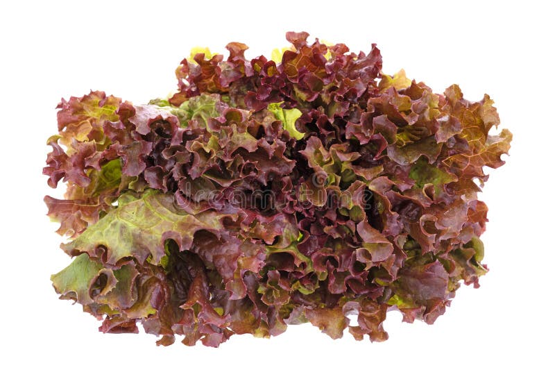 Top View of Red Leaf Lettuce on a White Background Stock Photo - Image ...
