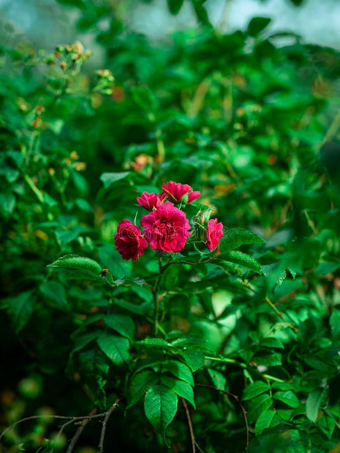 Bunch of Red Miniature Roses in the Middle of a Greenery Stock Photo ...