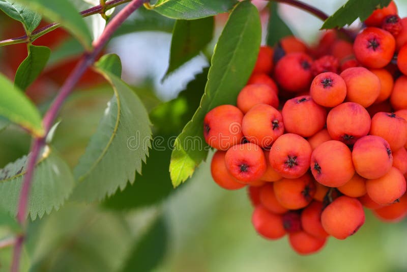 A Bunch of Red Mountain Ash Hanging on a Tree Branch in Autumn Stock ...
